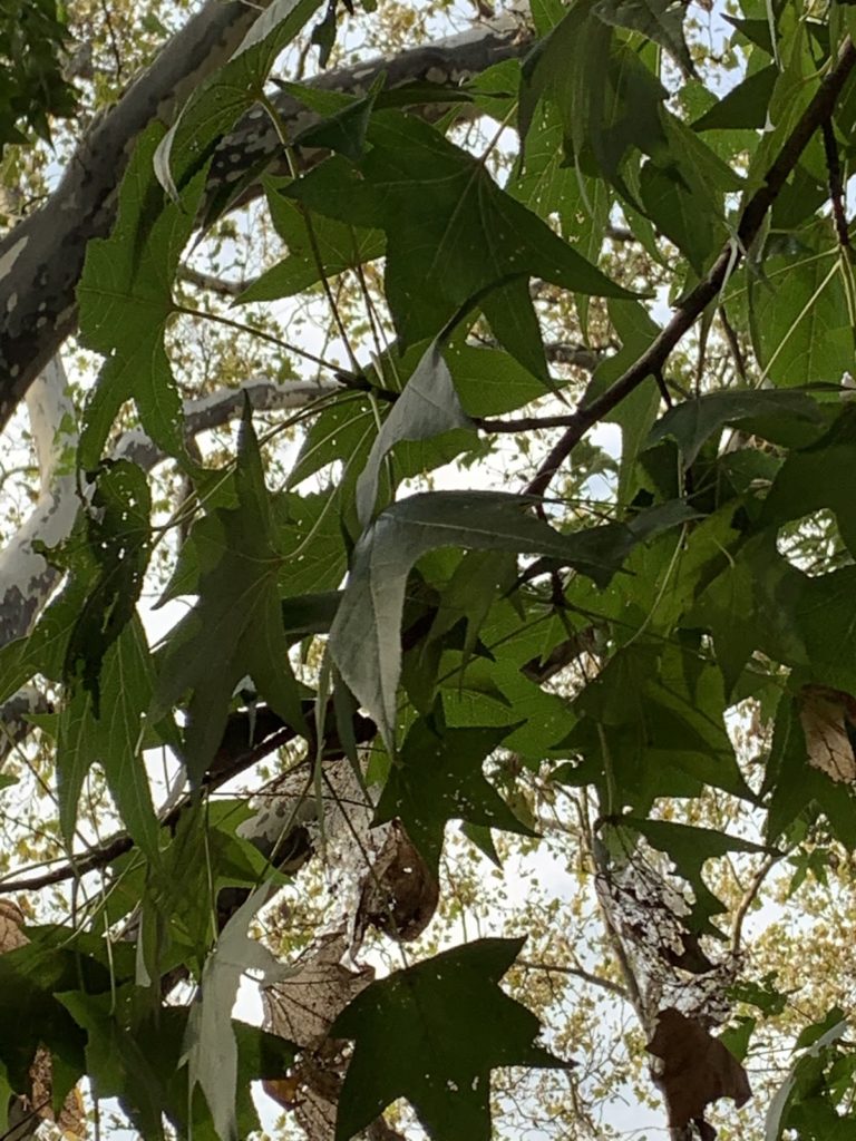 Sweet Gum: Star Leaved Healer - Go Green Brooklyn
