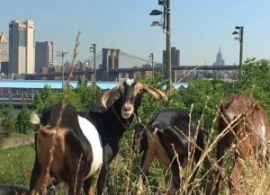 Green Goats at the Greenpoint Library! - Go Green Brooklyn