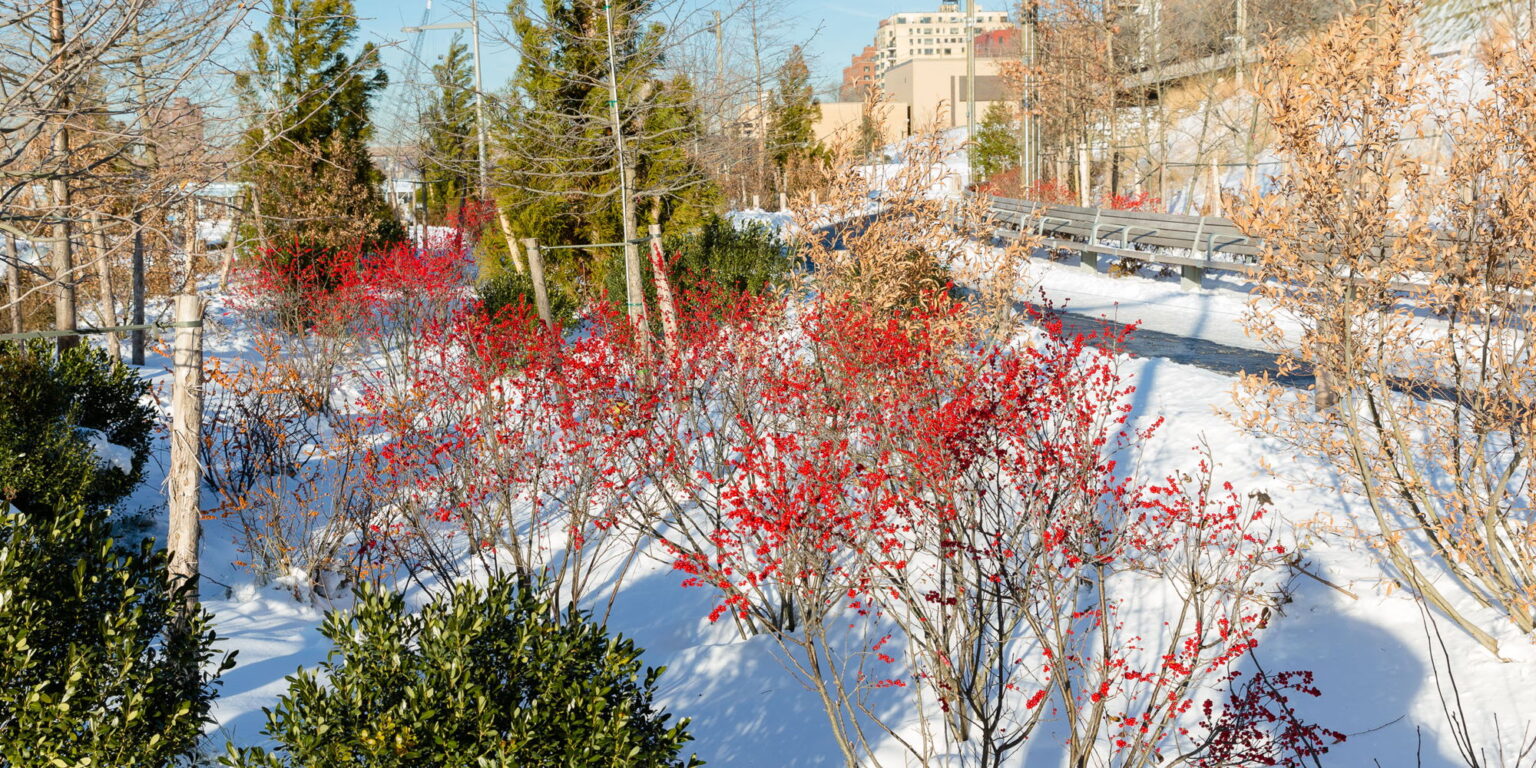 Winter Tree Identification Walk - Go Green Brooklyn